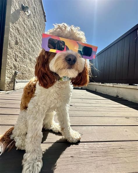 Safety First Rcavapoo