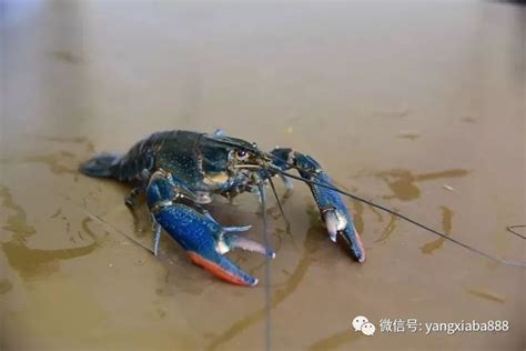 养殖红螯螯虾年均亩产纯利润至少可达4500元