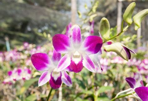 Orchid Flowers Falling Off 7 Reasons And Its Solutions School Of Garden