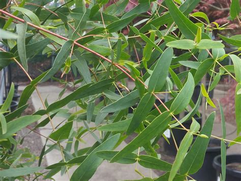 Eucalyptus Viminalis Wholesale Nursery Nurseries In Melbourne