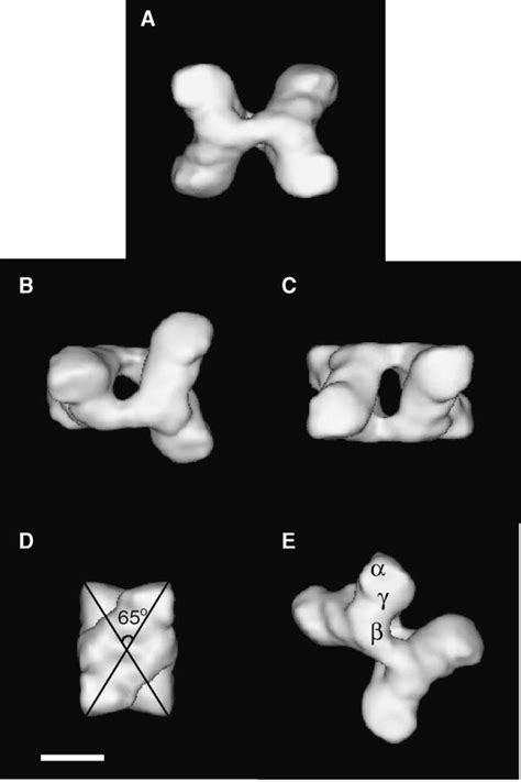 The 3d Structure Of Phosphorylase Kinase Download Scientific Diagram