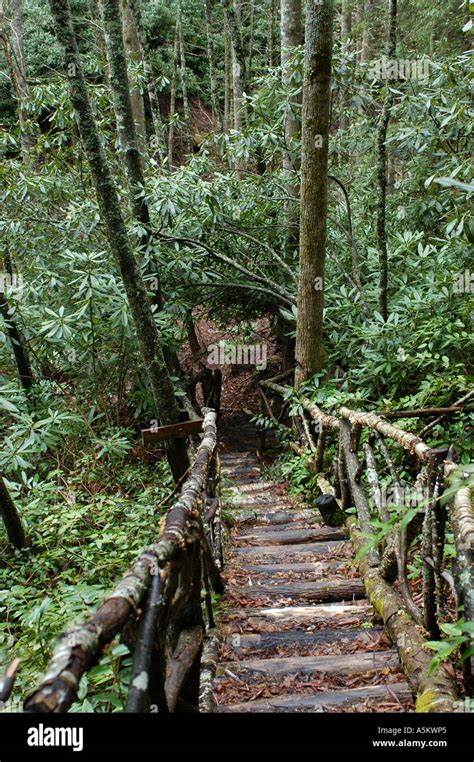 A Lovely Hand Made Set Of Wooden Log Steps Lead Down A Trail Into The