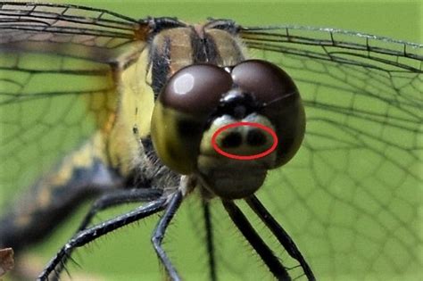 マユタテアカネ 兵庫県 姫路市 2021年10月初旬 昆虫漂流記