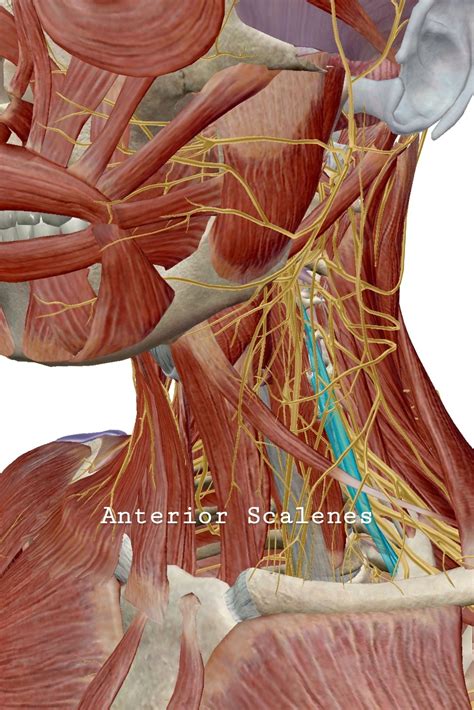 Anterior Scalene Cadaver