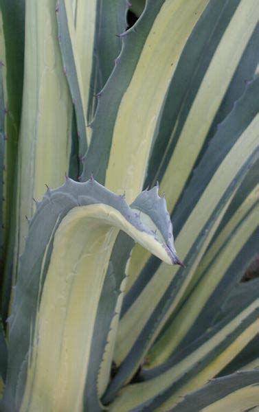 Agave Americana Mediopicta Alba Dwarf Cistus Nursery