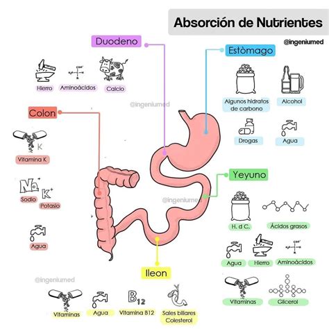 Para Serem Absorvidos Pelas Células Do Intestino Humano
