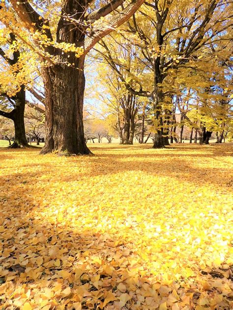 調布にようやく紅葉シーズン 絵画のような黄葉のじゅうたんも 調布経済新聞