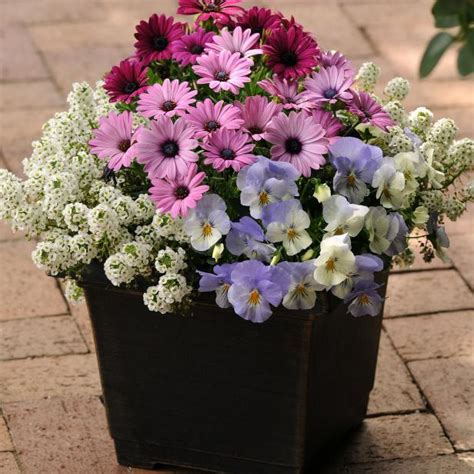 Full Sun Annuals For Containers