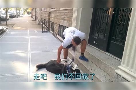 哈士奇还没玩够躺在地上装晕，主人的一句话，二哈立马站起来就跑哈士奇主人
