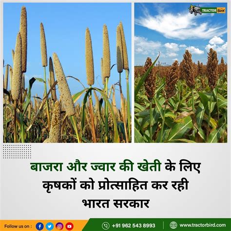 Tractor Bird On Linkedin मोटे अनाज की खेती कर किसान भाई काफी अच्छा लाभ