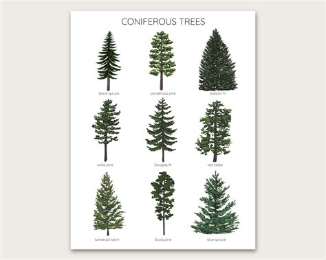 Types Of Coniferous Trees
