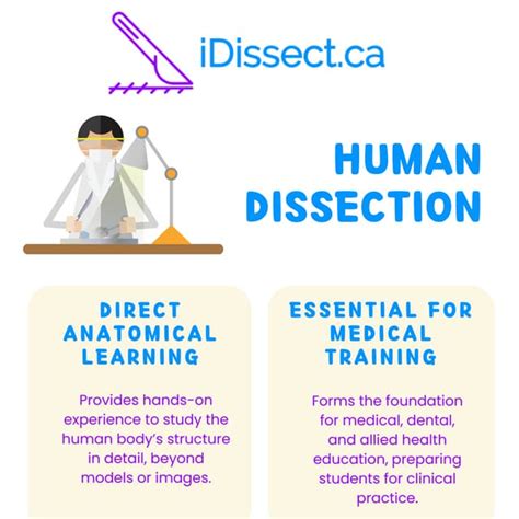 Human Dissection In Toronto Idissectca