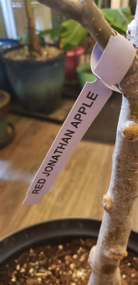 Air Propping April 24th Rvegetation