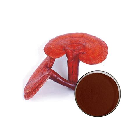 Ganoderma Lucidum Powder Reishi Mushroom Extract Ganoderma Spore Powder
