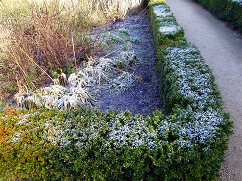 How To Protect Plants From Frost 12 Clever Methods That Work • Insteading