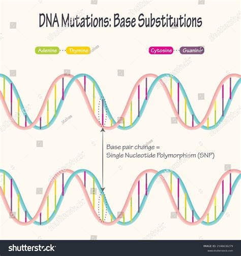 단핵조수다형체 Dna 돌연변이 다이어그램 스톡 벡터로열티 프리 2146636279 Shutterstock