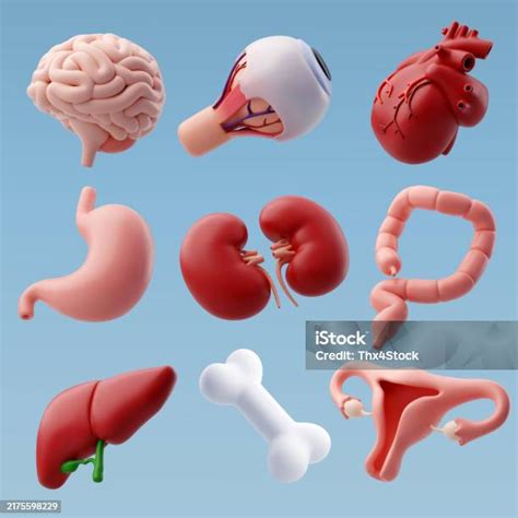 3d 벡터 인간 장기 건강 및 장기 기증 개념 3차원 형태에 대한 스톡 벡터 아트 및 기타 이미지 3차원 형태 간 내부 기관 개념 Istock