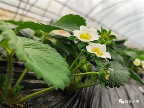 草莓开花 开出莓好生活 澎湃号政务 澎湃新闻 The Paper