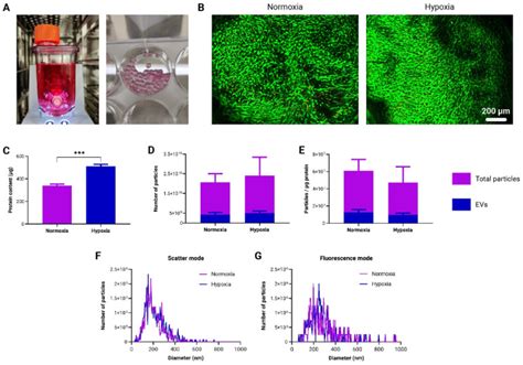 Characterization Of Msc Growth Differentiation And Ev Production In Cnf Hydrogels Under Static