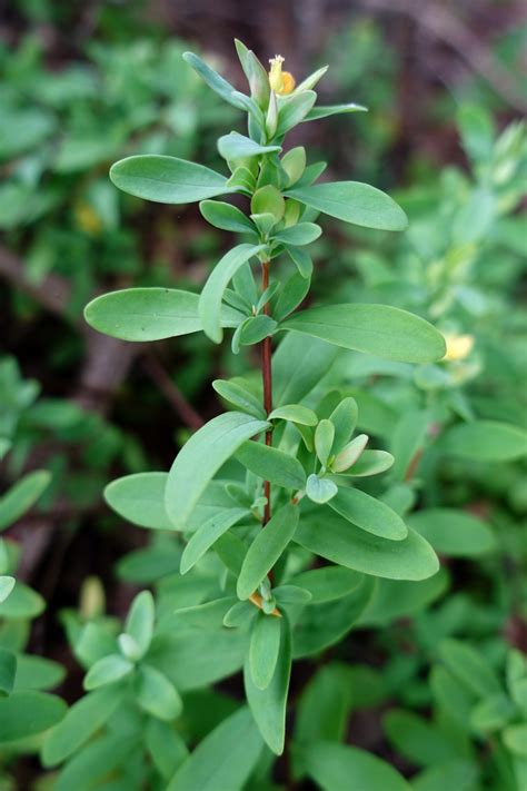 Hypericum Hypericoides St Andrews Cross Wildflowers Of The