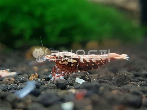 레드갤럭시피쉬본 갤럭시피쉬본쉬림프 비쉬림프 관상용새우 물생활 사진이미지일러스트캘리그라피 옵저베이션작가