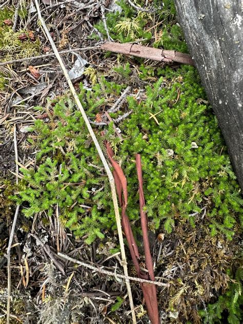 Lycophytes At Work R Lycophytes