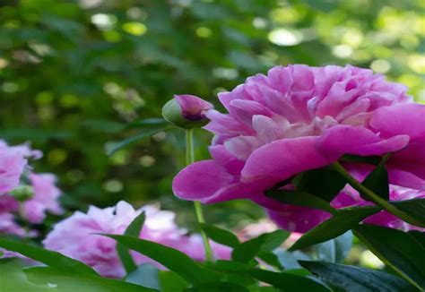 How To Plant Peony Roots A Beginner Gardeners Guide To Bare Root Peonies The Green Thumb