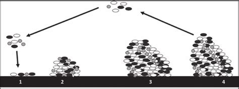 Biofilm Formation In The Food Industry