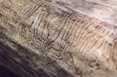 Bark Borer Treatment Arvada CO Bark Borer Insect Control