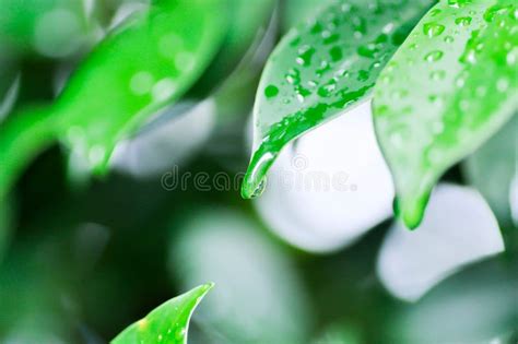 Banyan Tree Or Ficus Annulata Or Ficus Bengalensis And Rain Drop Stock