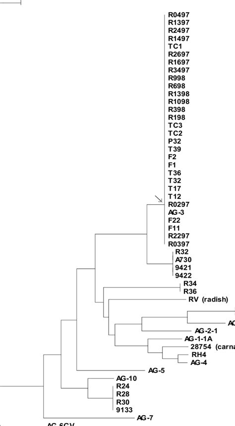dendrogram constructed from pcr rflp data of its1 5 8s its2 of