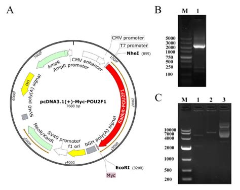Identification And Construction Of Pcdna3 1 Myc Pou2f1 A Plasmid