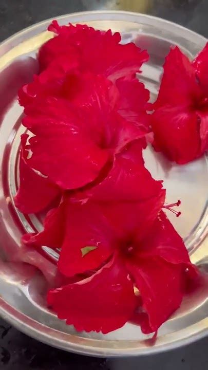 செம்பருத்தி பூ தேநீர் 🌺 Youtube
