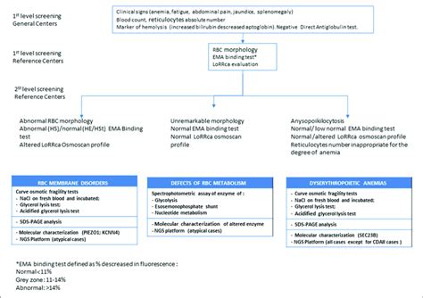 Diagnostic Workflow For Chronic Hemolytic Anemias Download