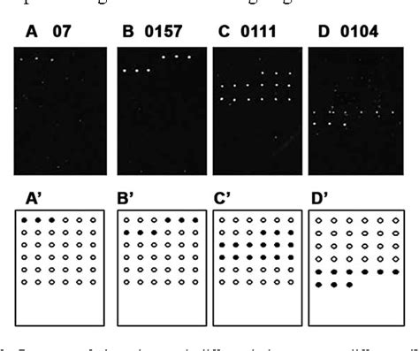 Figure 2 From Escherichia Coli O Antigen Typing Using Dna Microarrays Semantic Scholar