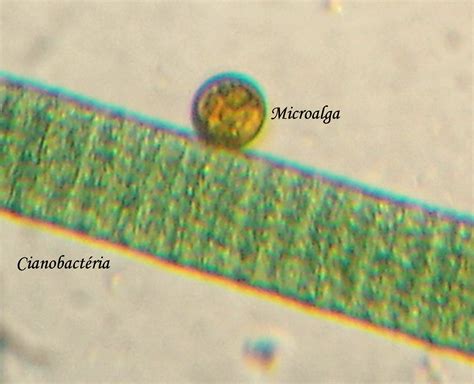 Cianobactérias Biologia A Ciência Da Vida