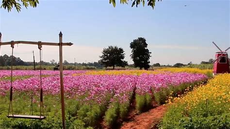 ขอนแก่น เปิดทุ่งดอกคอสมอส ดอกดาวกระจายบานสะพรั่ง Youtube