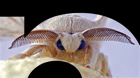 Different Types Of Insect Antennaepptx