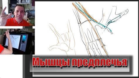 Самая сложная тема анатомии. Мышцы предплечья. - А. Рыжкин - YouTube