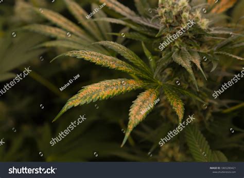 1394 Cannabis Plant Problems Royalty Free Photos And Stock Images