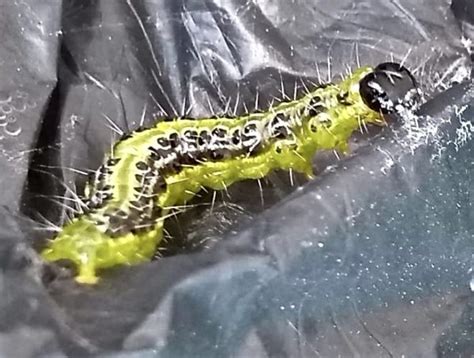 The Box Moth Food Sex And Death