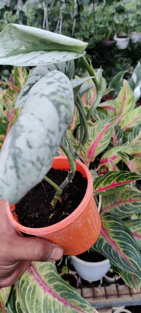 Scindapsus Pictus Silver Cloud Nurserybuy