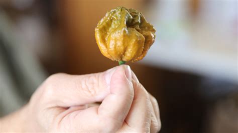 Pepper X Named Worlds Hottest Pepper By Guinness World Records