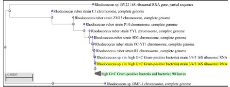Phylogenetic Tree Of Rhodococcus Sp 3 4 3 Within The Genus Rhodococcus Download Scientific