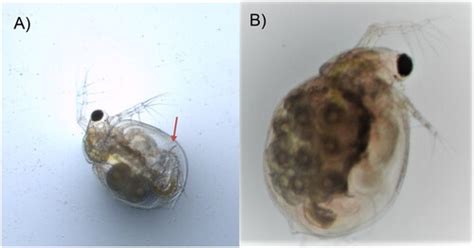 Full Article The Complete Mitochondrial Genome Of Water Flea