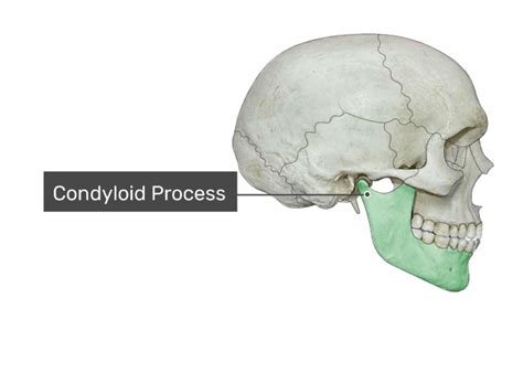 Condylar Process Of Mandible