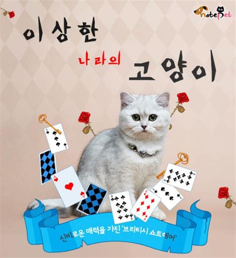 이상한 나라의 고양이