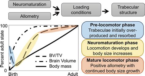 Summary Of Our Model Describing Age Related Variation In Bv Tv As An