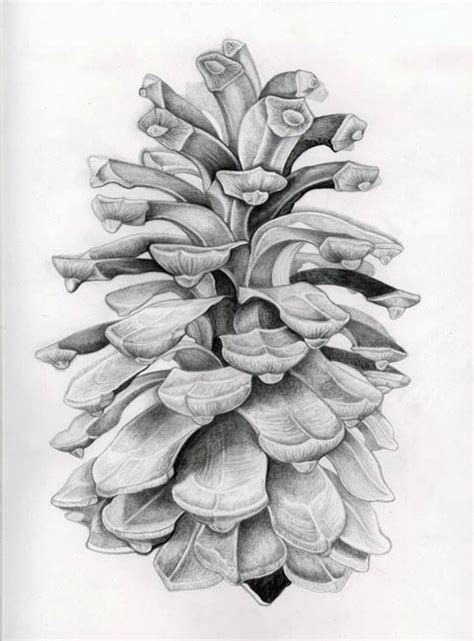 Print Pine Cone Pencil Drawing Life Drawing Etsy
