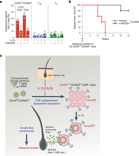Cytolytic Activity Of Cd44s Hicd49dlo Cd8⁺ T Cells Is Abrogated By